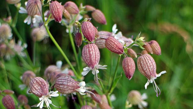 Čaj od pucavca pomaže u lečenju ešerihije koli – VIP SCENA