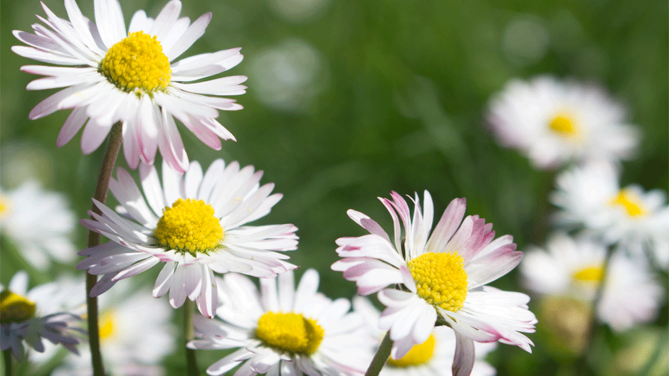 BELA RADA DETOKSIKUJE, SMIRUJE BOLNE ZGLOBOVE, UBLAŽAVA OPEKOTINE – VIP ...