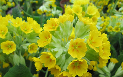 Lekovita biljka jaglika – VIP SCENA